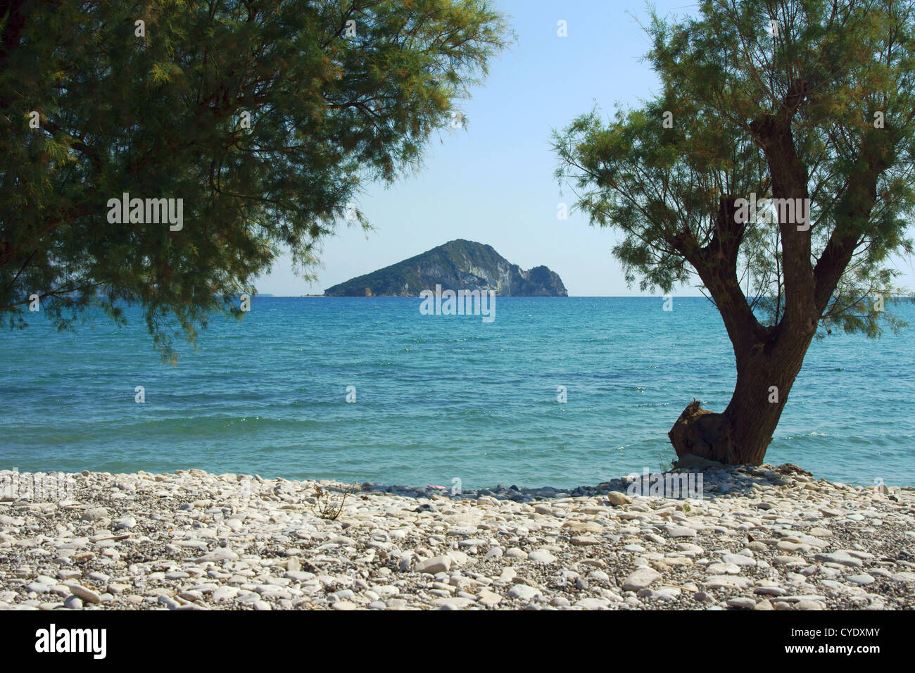 pine trees on coast, Zakynthos island, Greece Stock Photo - Alamy