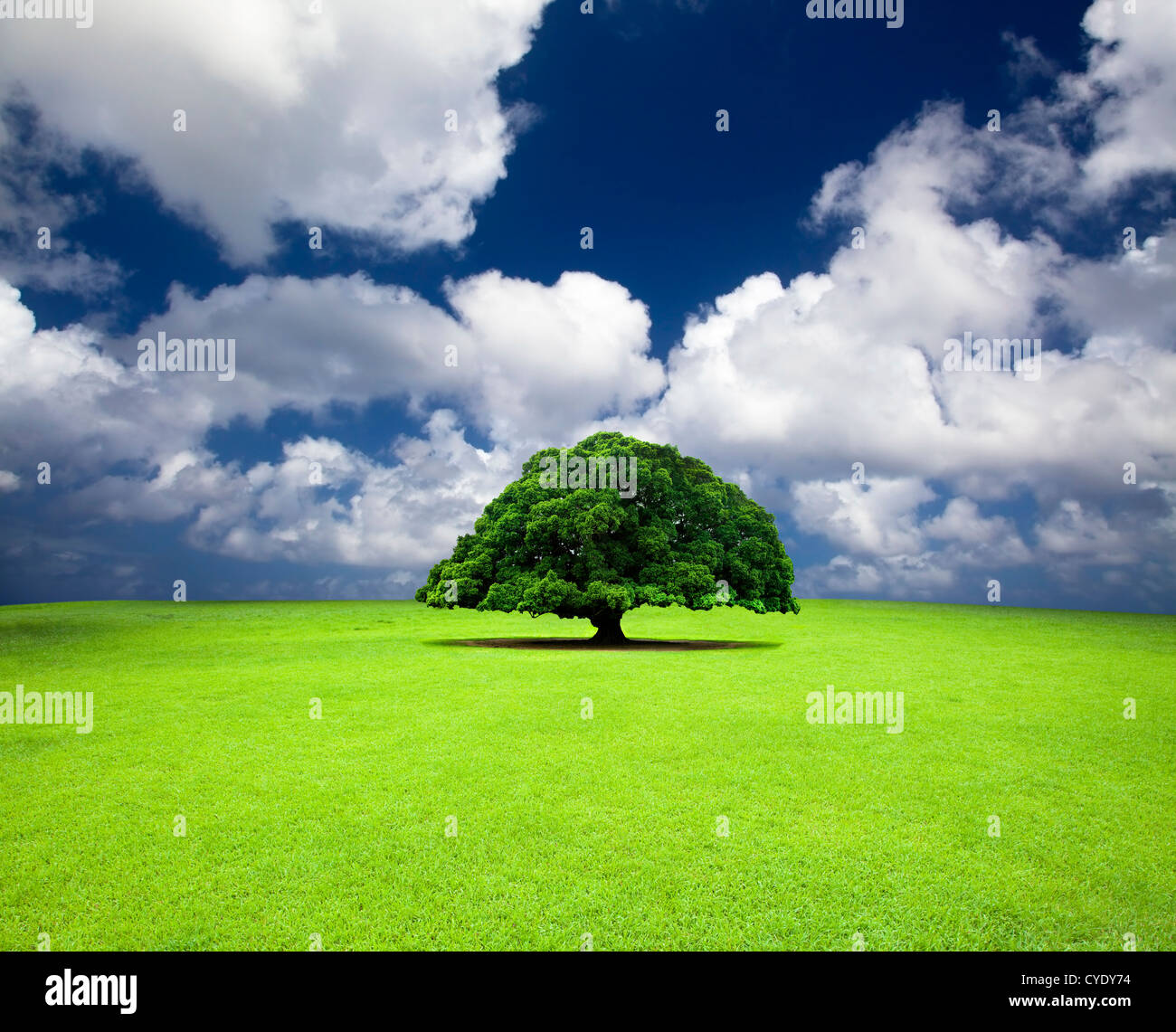 single old tree on the grass field Stock Photo - Alamy