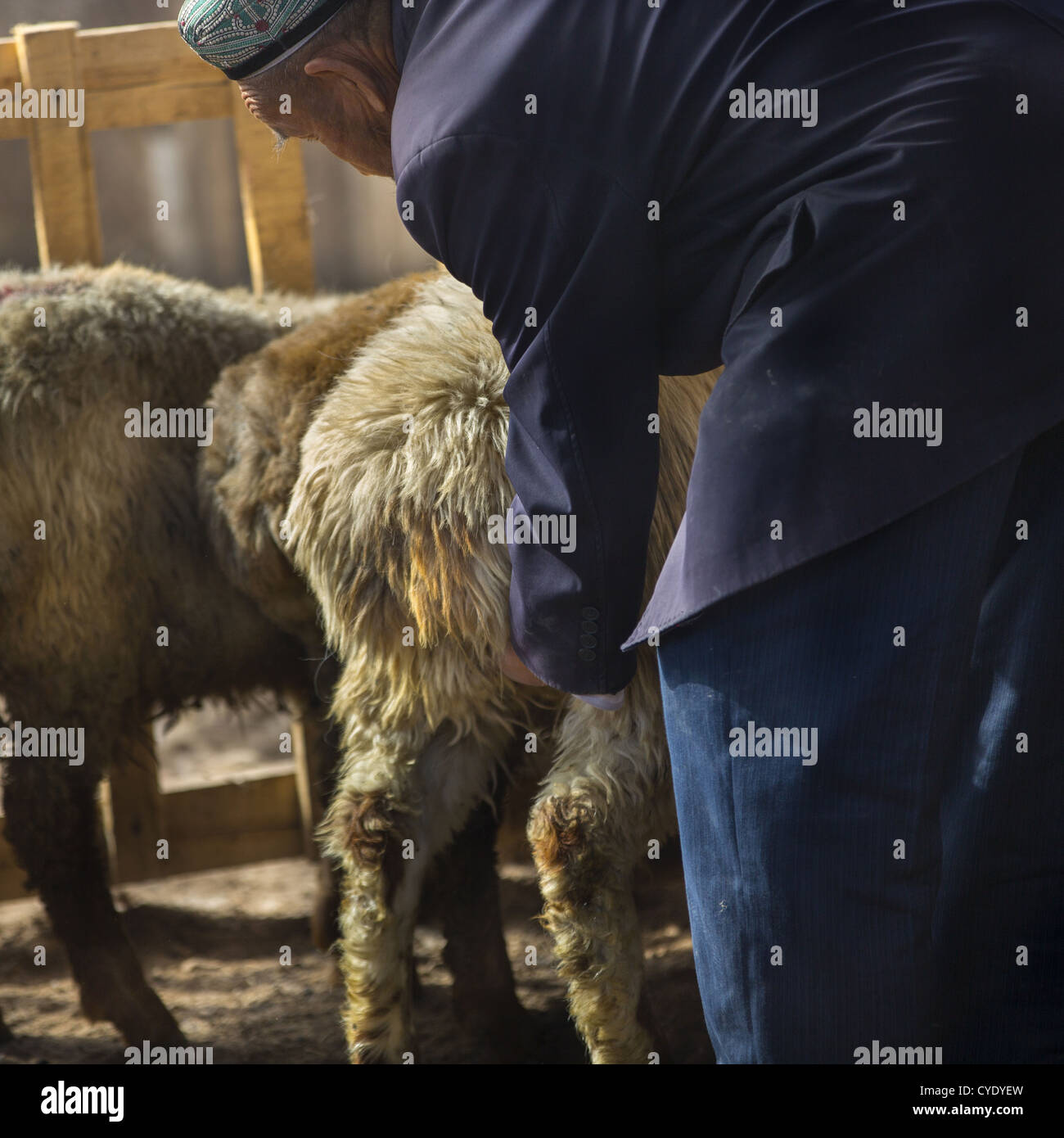 Human genitals hi-res stock photography and images - Alamy