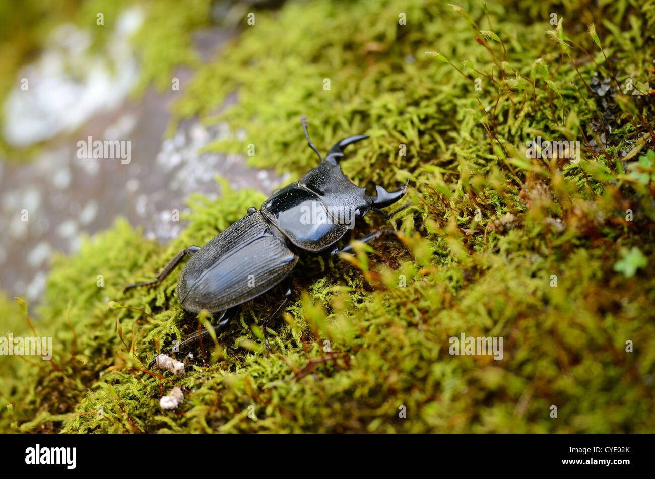 beautiful male Dorcus curvidens beetle in Thai forest Stock Photo - Alamy