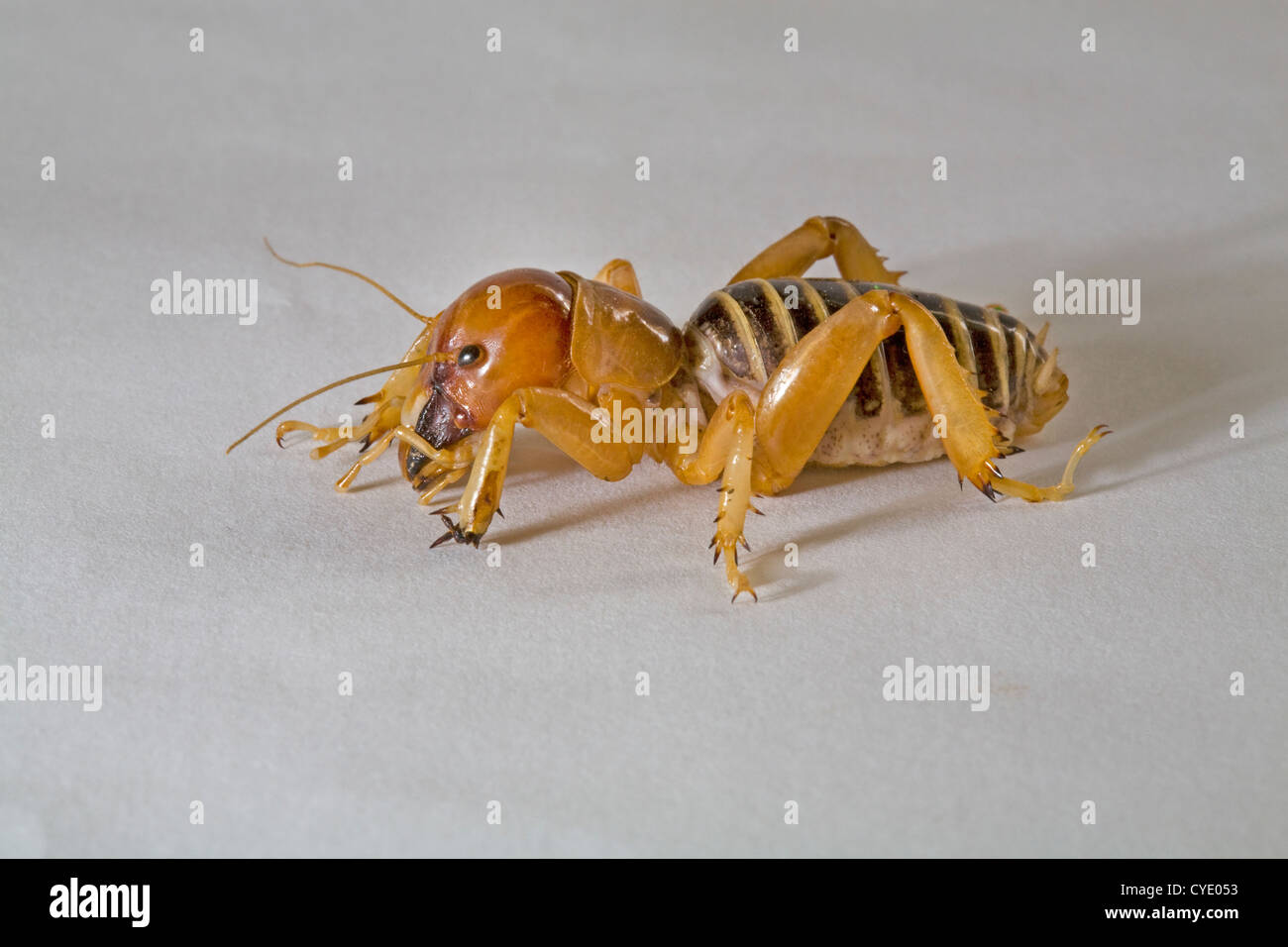 A Jerusalem cricket, also known as a potato bug Stock Photo - Alamy
