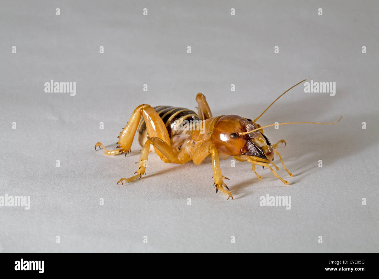 A Jerusalem cricket, also known as a potato bug Stock Photo - Alamy