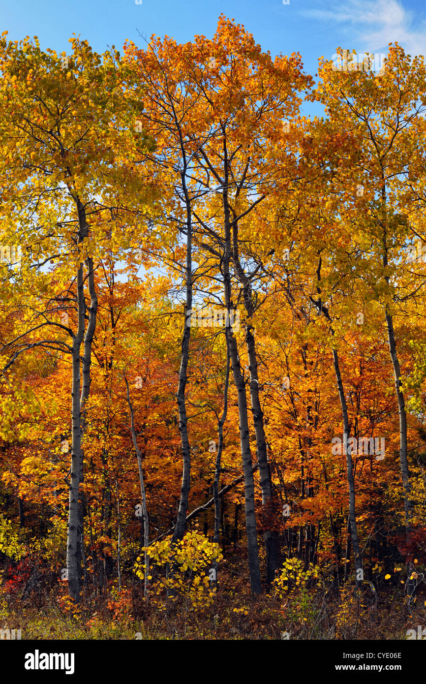 Maple woodlot in autumn, Manitoulin Is. , Ontario, Canada Stock Photo ...
