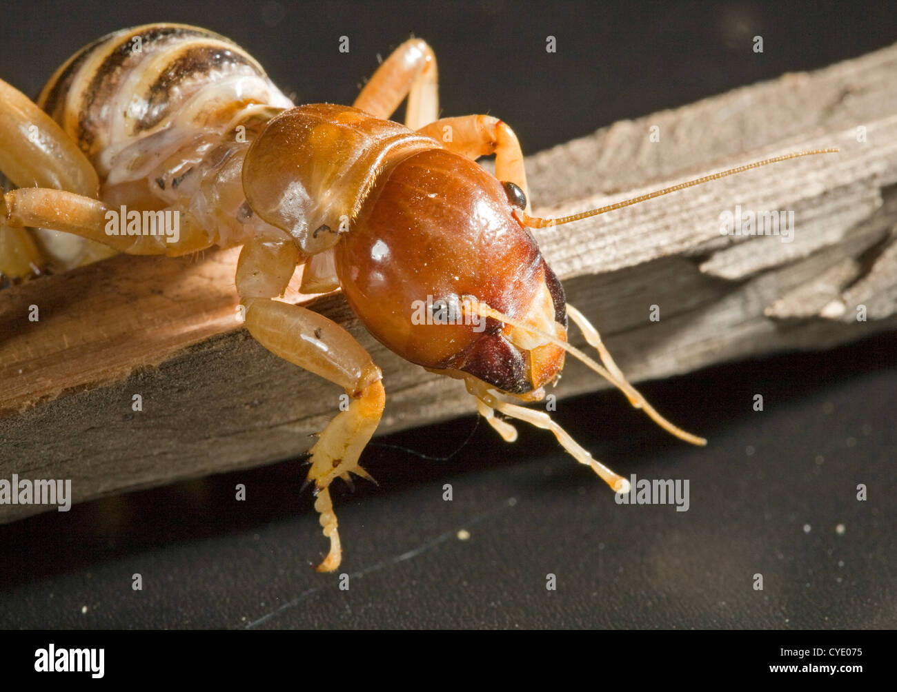 Jerusalem cricket stenopelmatus insect hi-res stock photography and ...