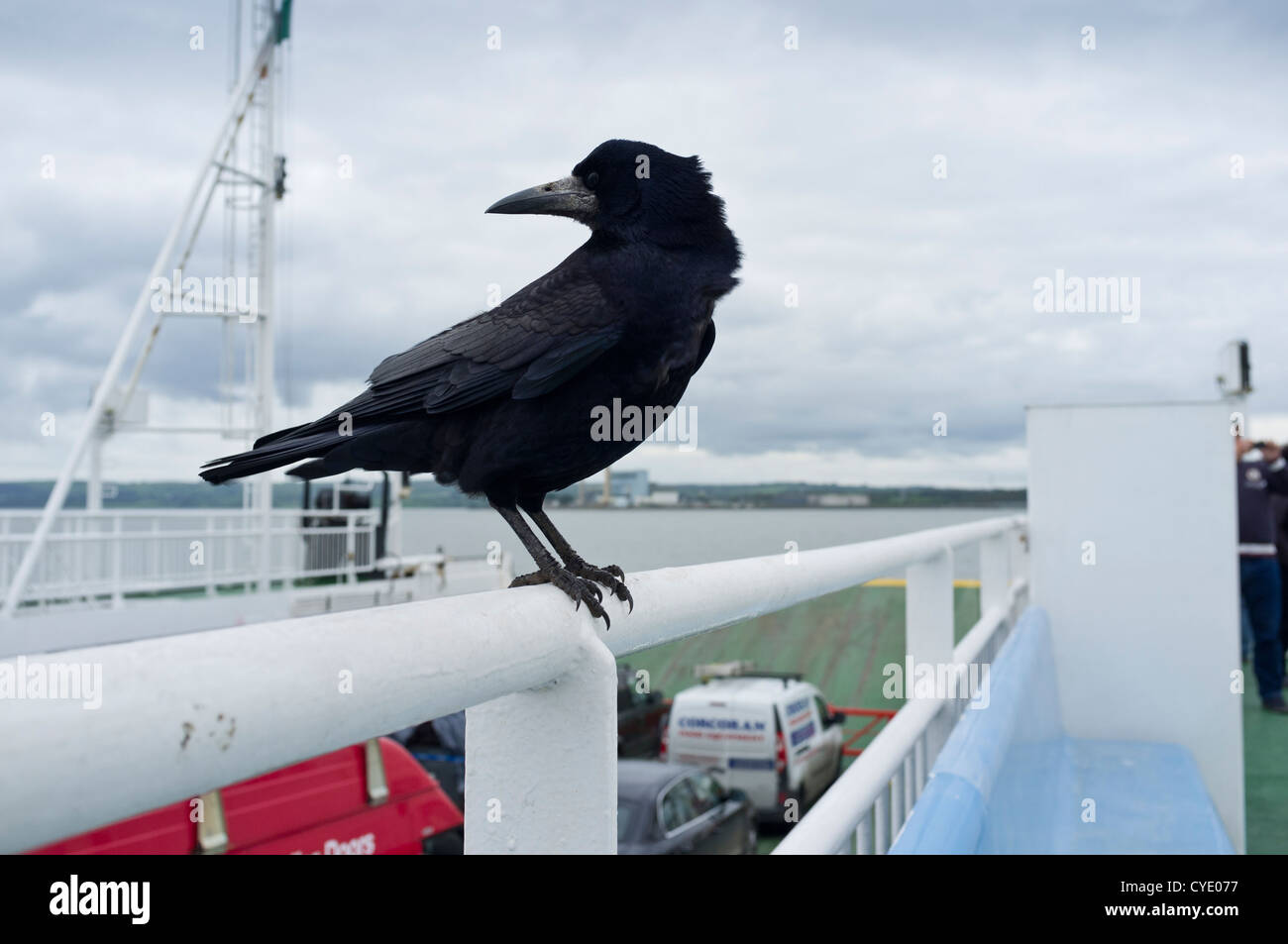 A crow sits on the rail of the ferry on the Killimer to tarbert ...