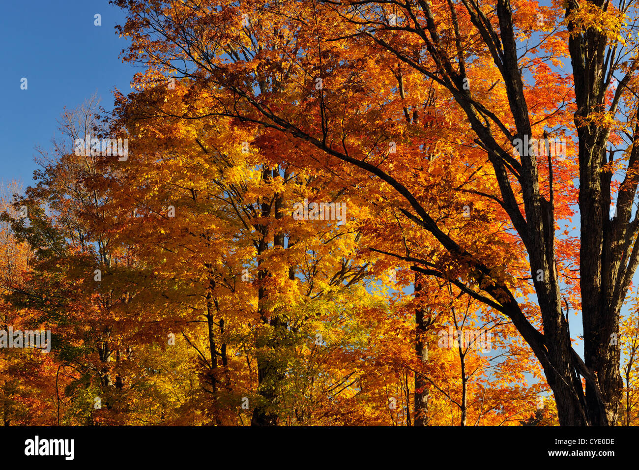 Woodlot hi-res stock photography and images - Alamy