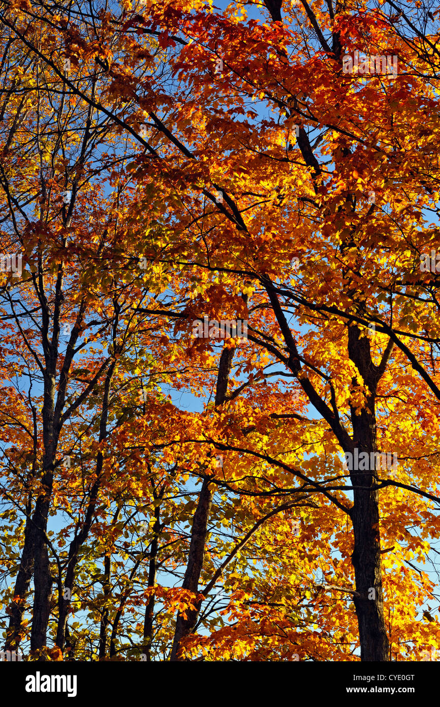 Maple woodlot in autumn, Manitoulin Is. , Ontario, Canada Stock Photo ...