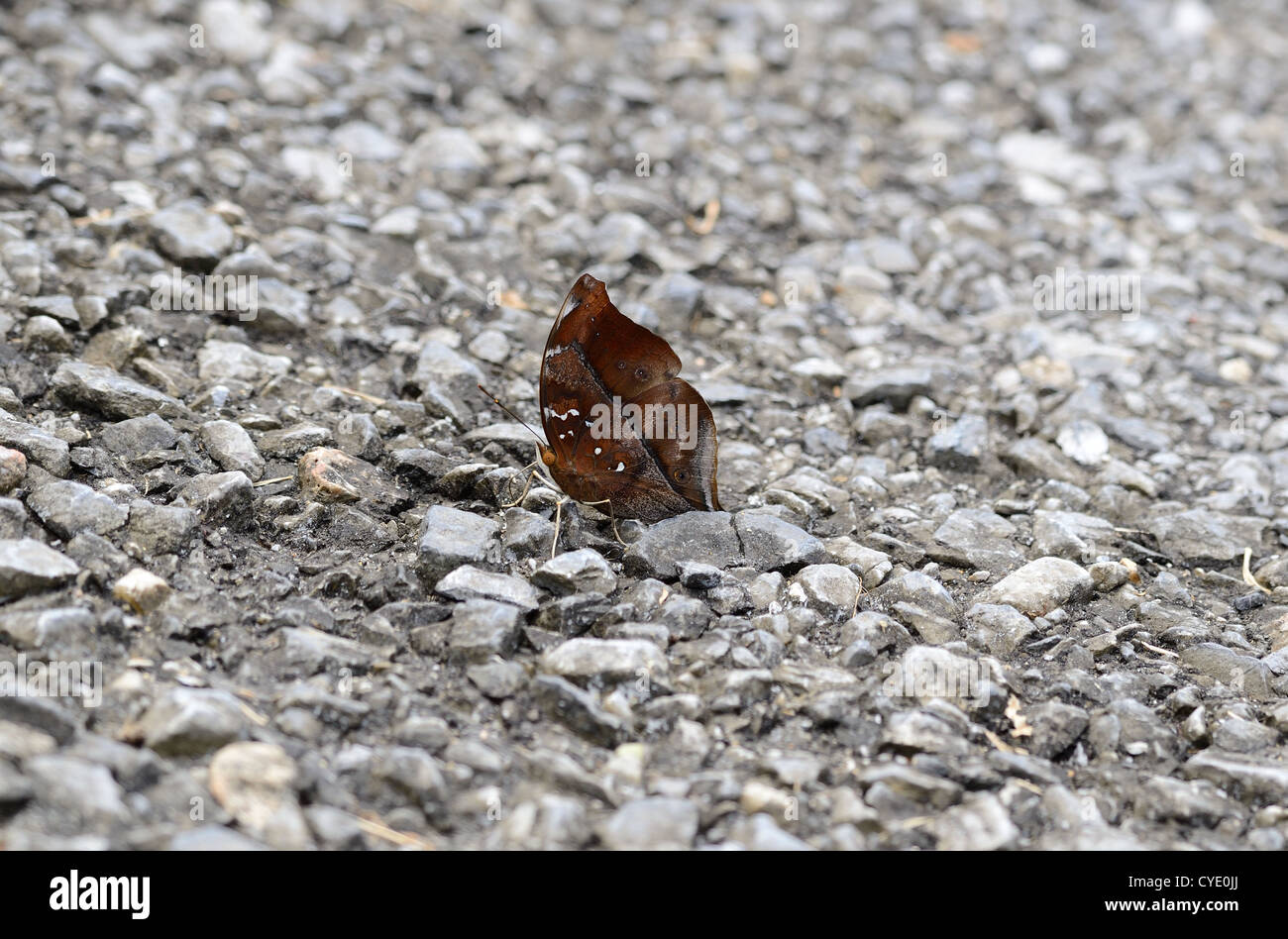 beautiful Autumn Leaf butterfly (Doleschallia bisaltide) on the road ...
