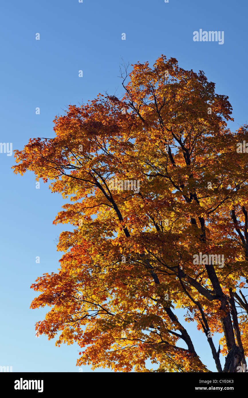 Woodlot hi-res stock photography and images - Alamy