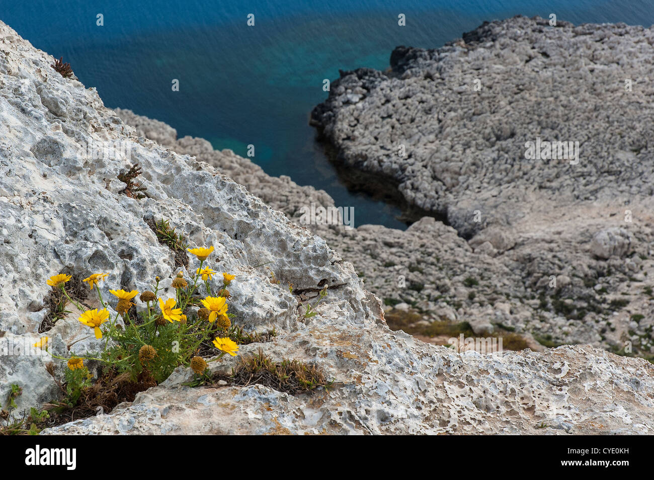 A bunch of yellow wild flowers on cliffs of Kavo Greco (Cape Greco) in ...