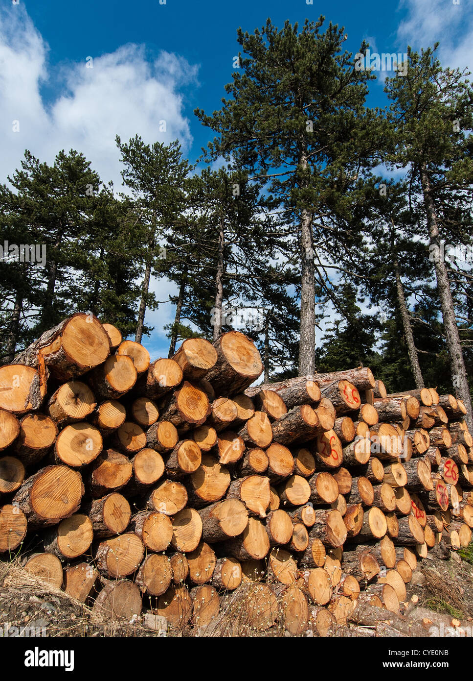 Freshly piled logs hi-res stock photography and images - Alamy