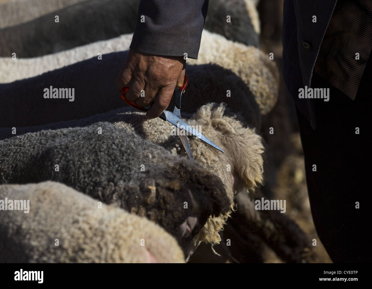 Uyghur Man Shearing Sheep In Kashgar Animal Market, Xinjiang Uyghur ...