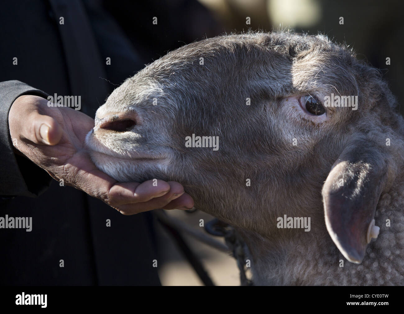 Uyghur Man Holding A Sheep Head In Kashgar Animal Market, Xinjiang ...