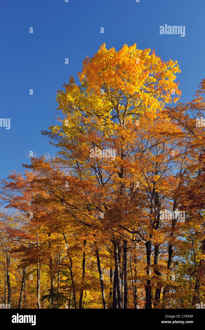 Maple woodlot in autumn, Manitoulin Is. , Ontario, Canada Stock Photo ...