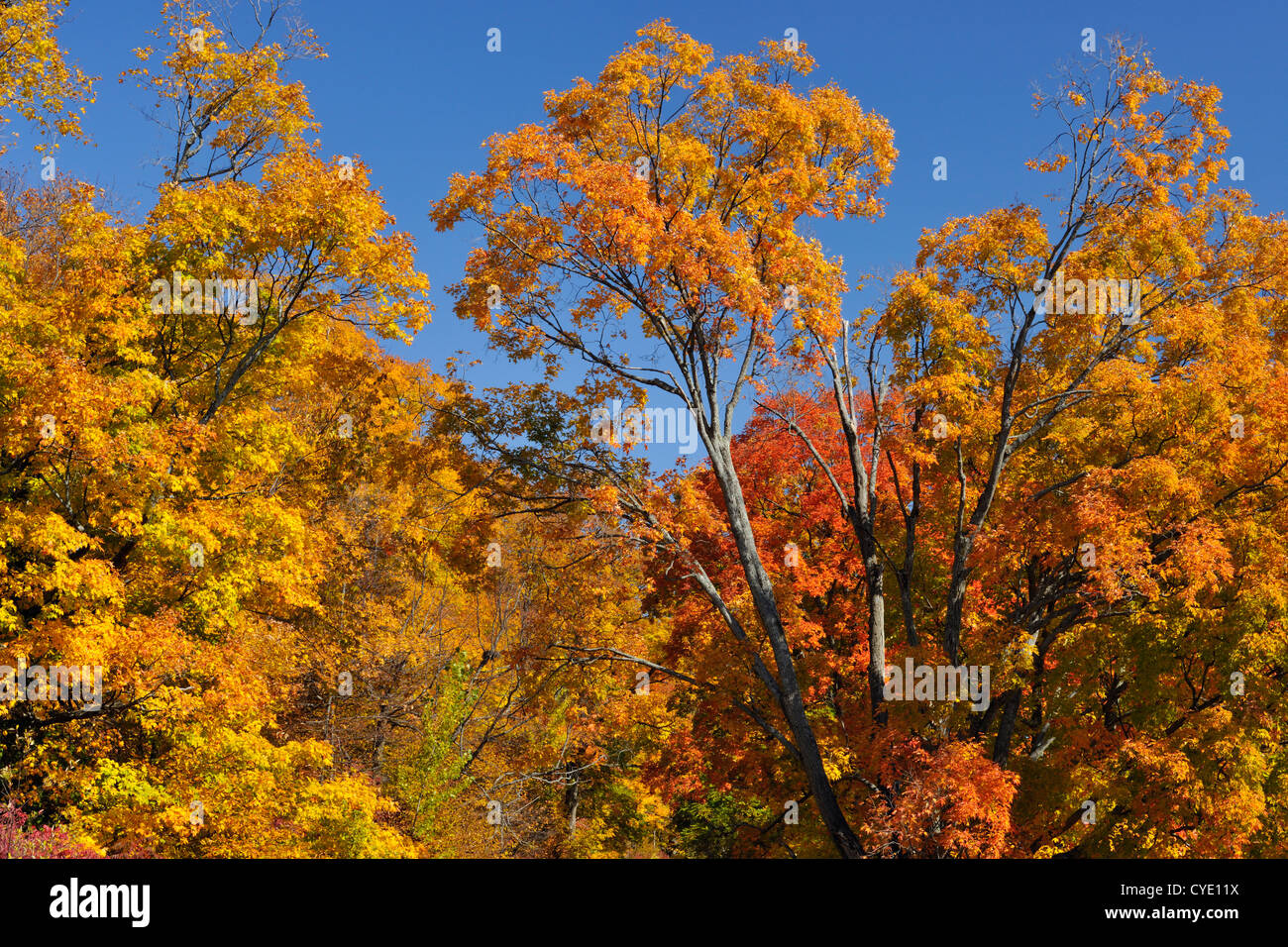 Maple woodlot in autumn, Manitoulin Is. , Ontario, Canada Stock Photo ...
