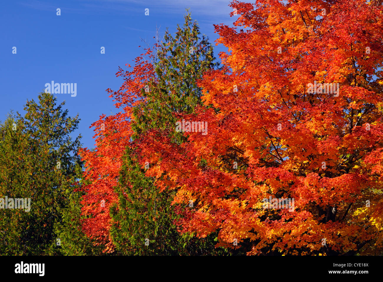 Maple woodlot in autumn, with cedar trees, Manitoulin Island M'Chigeeng ...