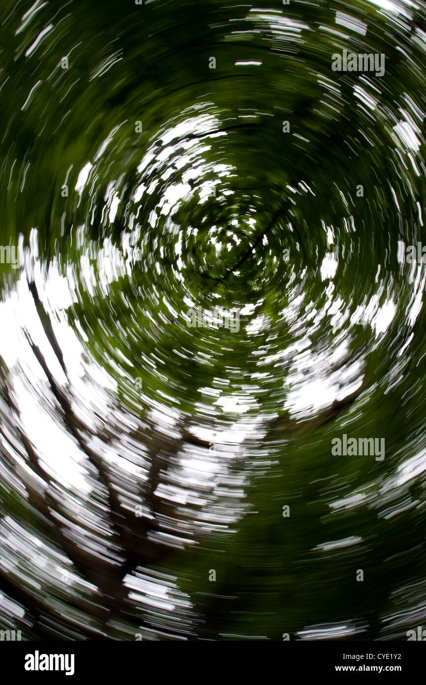Trees take on a spiral pattern as the camera is turned while looking up ...