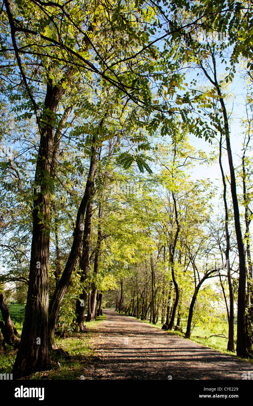 Path under green trees hi-res stock photography and images - Alamy