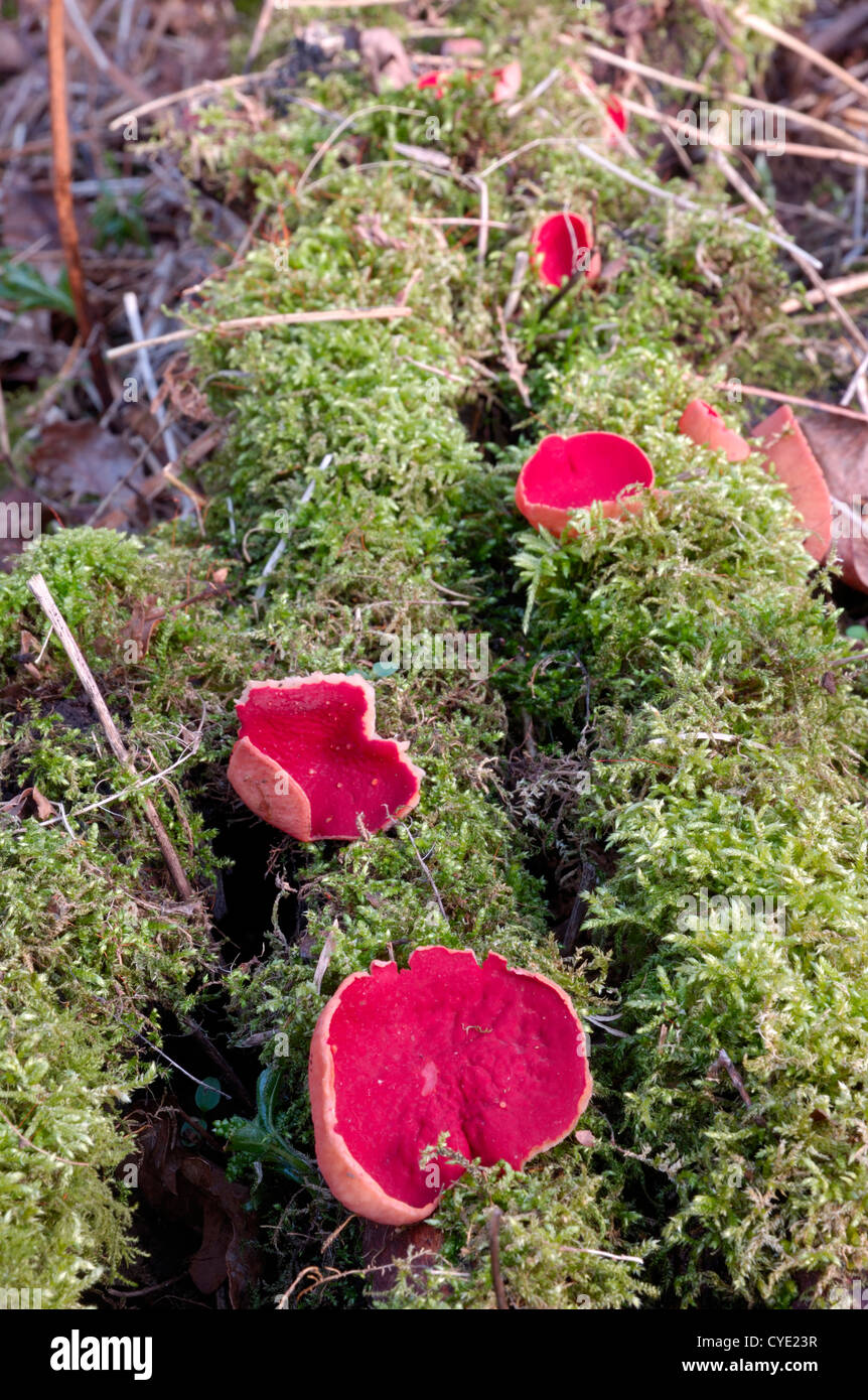Scarlet Elfcup, Sarcoscypha austriaca, fungus on dead wood, seen in ...