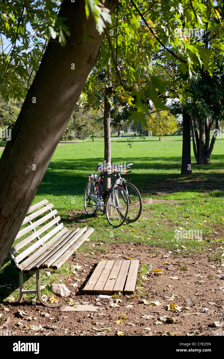 Bikes tied at a tree in the park Stock Photo - Alamy