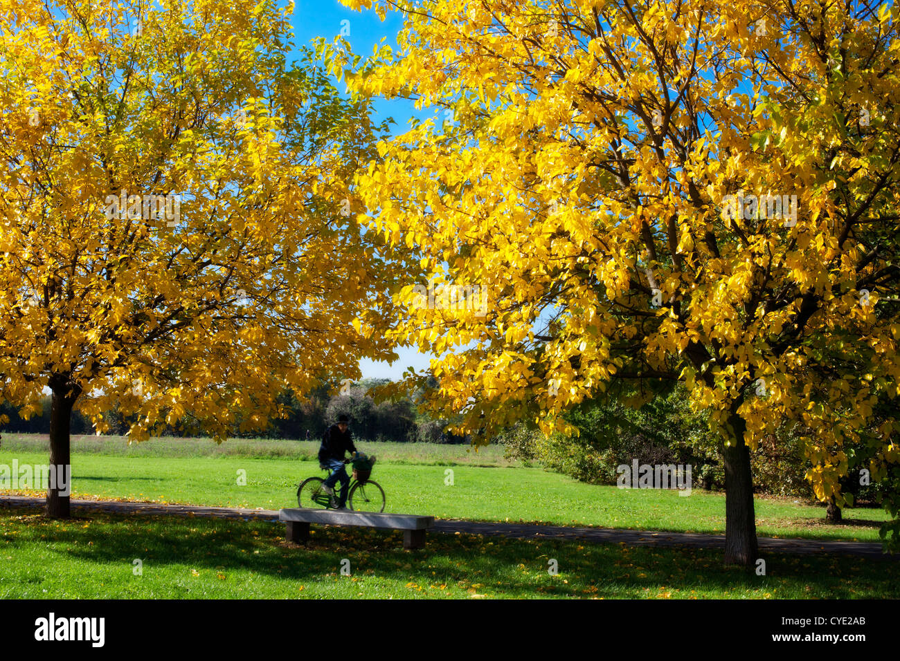 Old man riding bike at the park in Fall season Stock Photo - Alamy