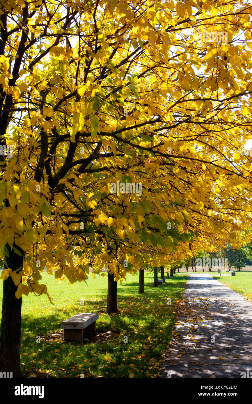 Fall colors at the park Stock Photo - Alamy