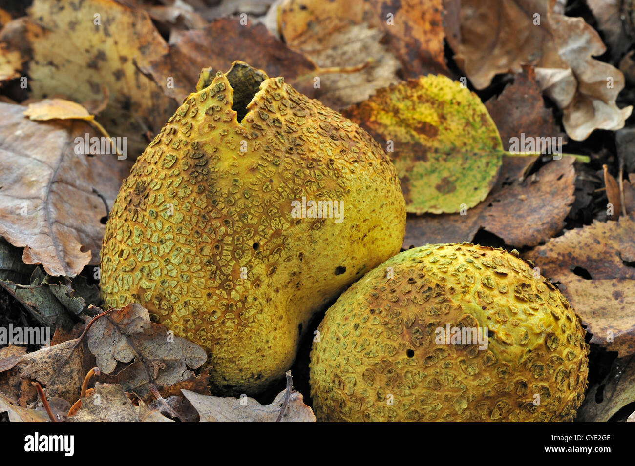 Puffball Mushroom Releasing Spores