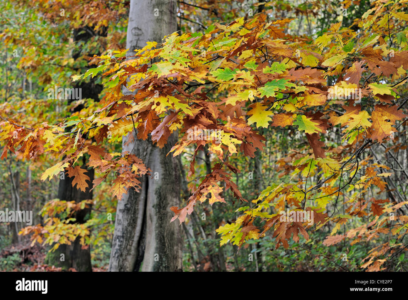 Leaves in autumn colours of northern red oak / champion oak (Quercus ...