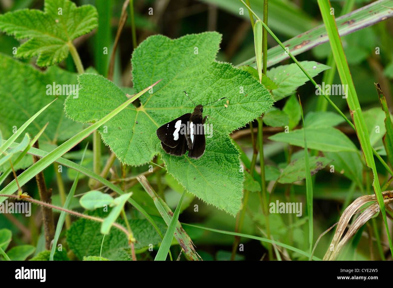 beautiful Common Banded Demon butterfly (Notocrypta paralysos) on leaf ...