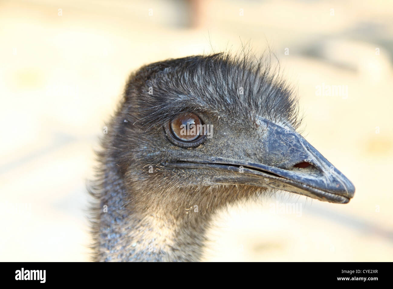 Ostrich head hi-res stock photography and images - Alamy