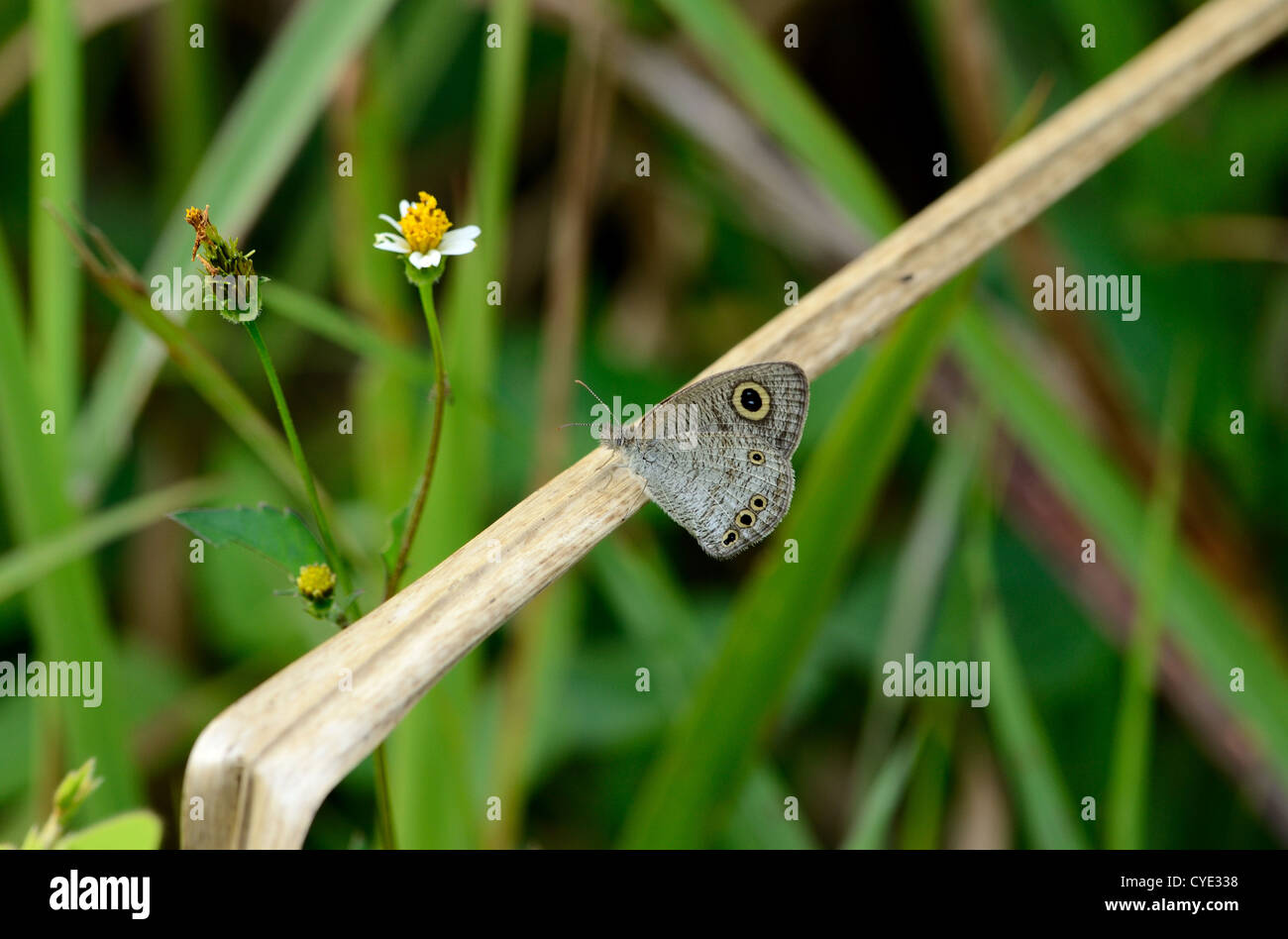 Common four ring butterfly hi-res stock photography and images - Alamy