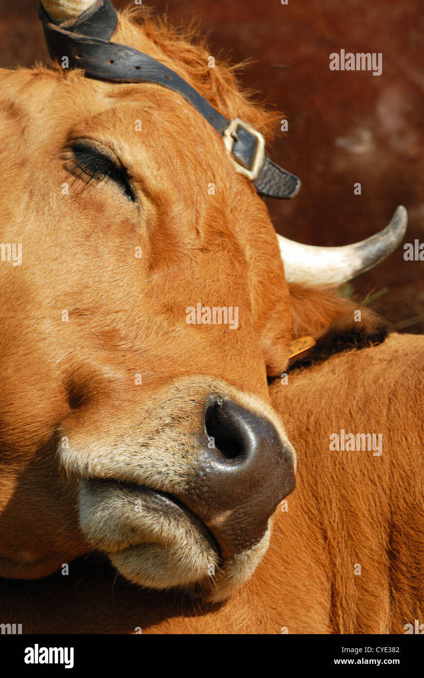 Alp horn hi-res stock photography and images - Alamy
