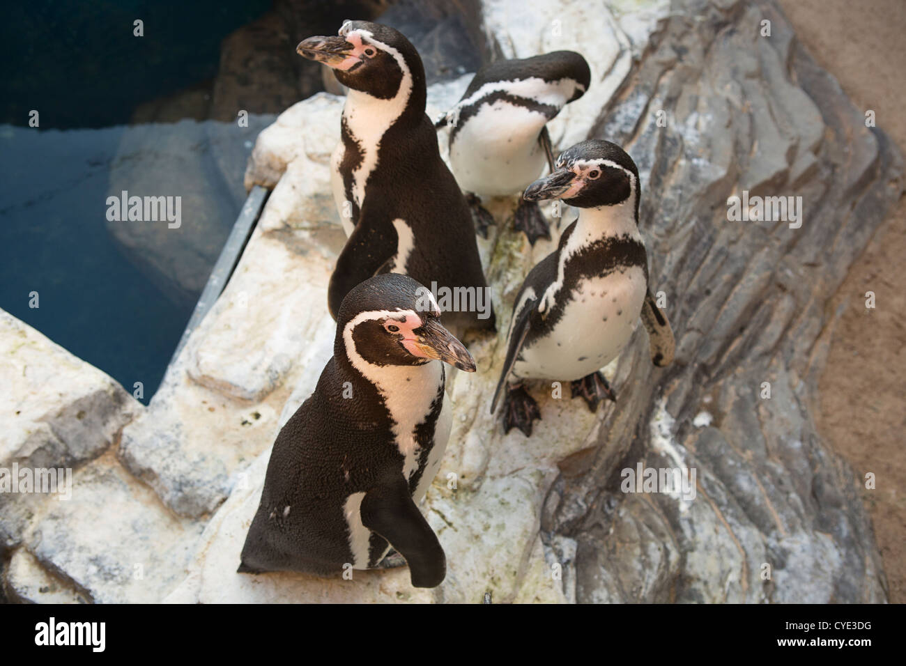 Great penguins hi-res stock photography and images - Alamy