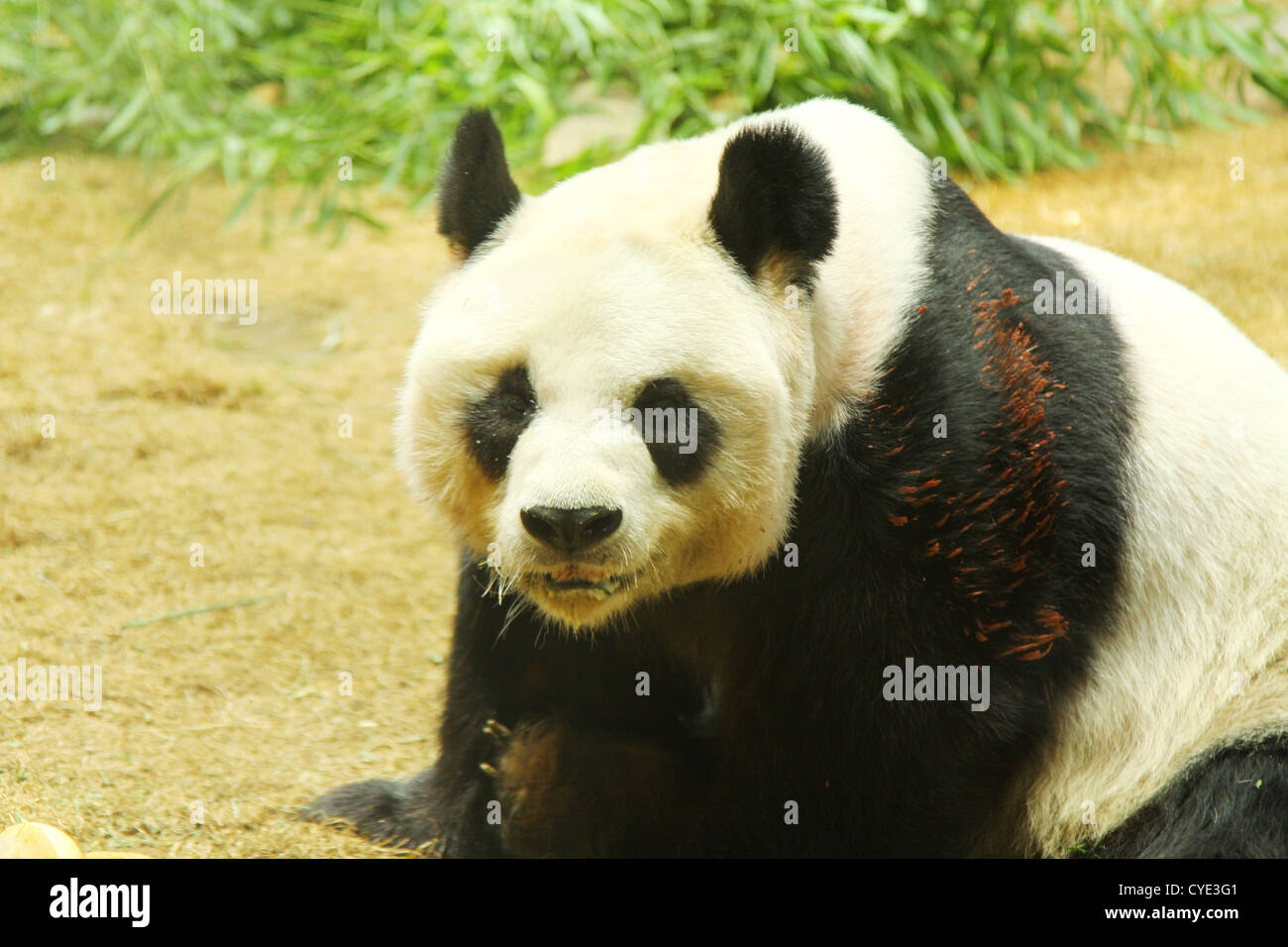 Asian bear species hi-res stock photography and images - Alamy