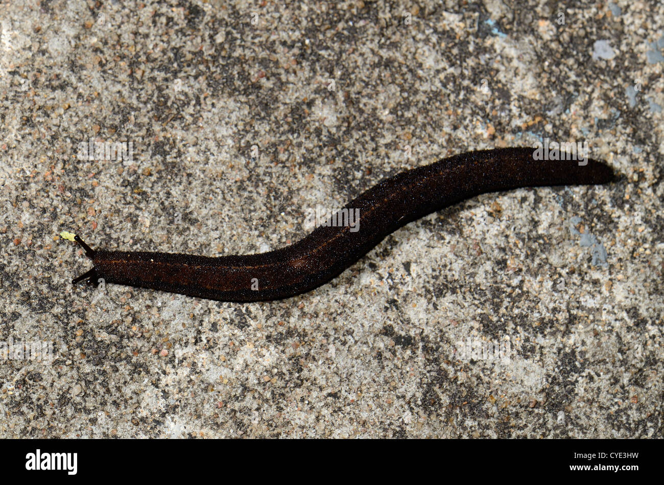 beautiful Rainforest Ground slug on concrete floor,Thailand Stock Photo ...