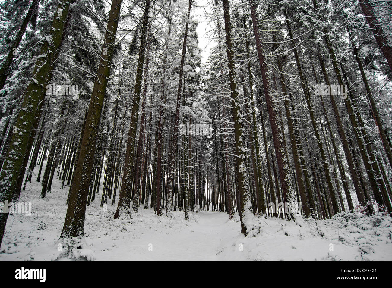coniferous forest in winter Stock Photo - Alamy