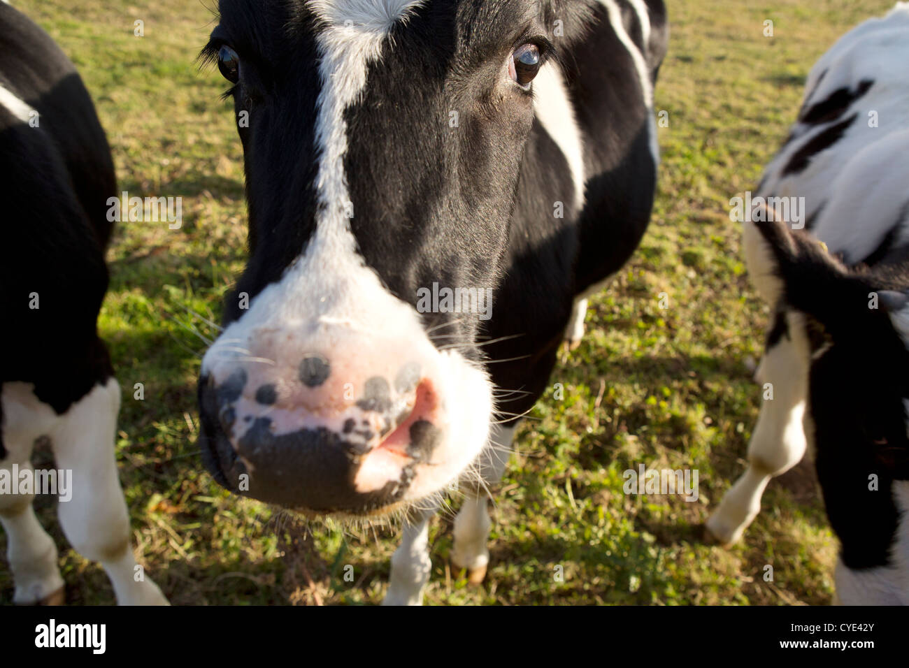 Cow cows hi-res stock photography and images - Alamy