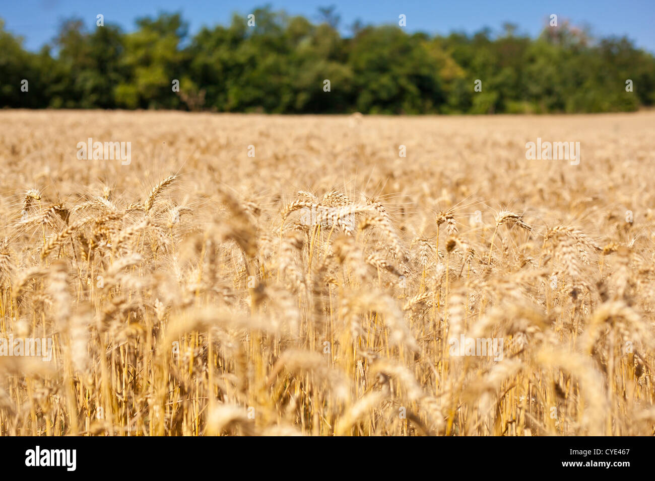 Wheat filed in summer Stock Photo - Alamy Wheat filed in summer Stock Photo - Alamy