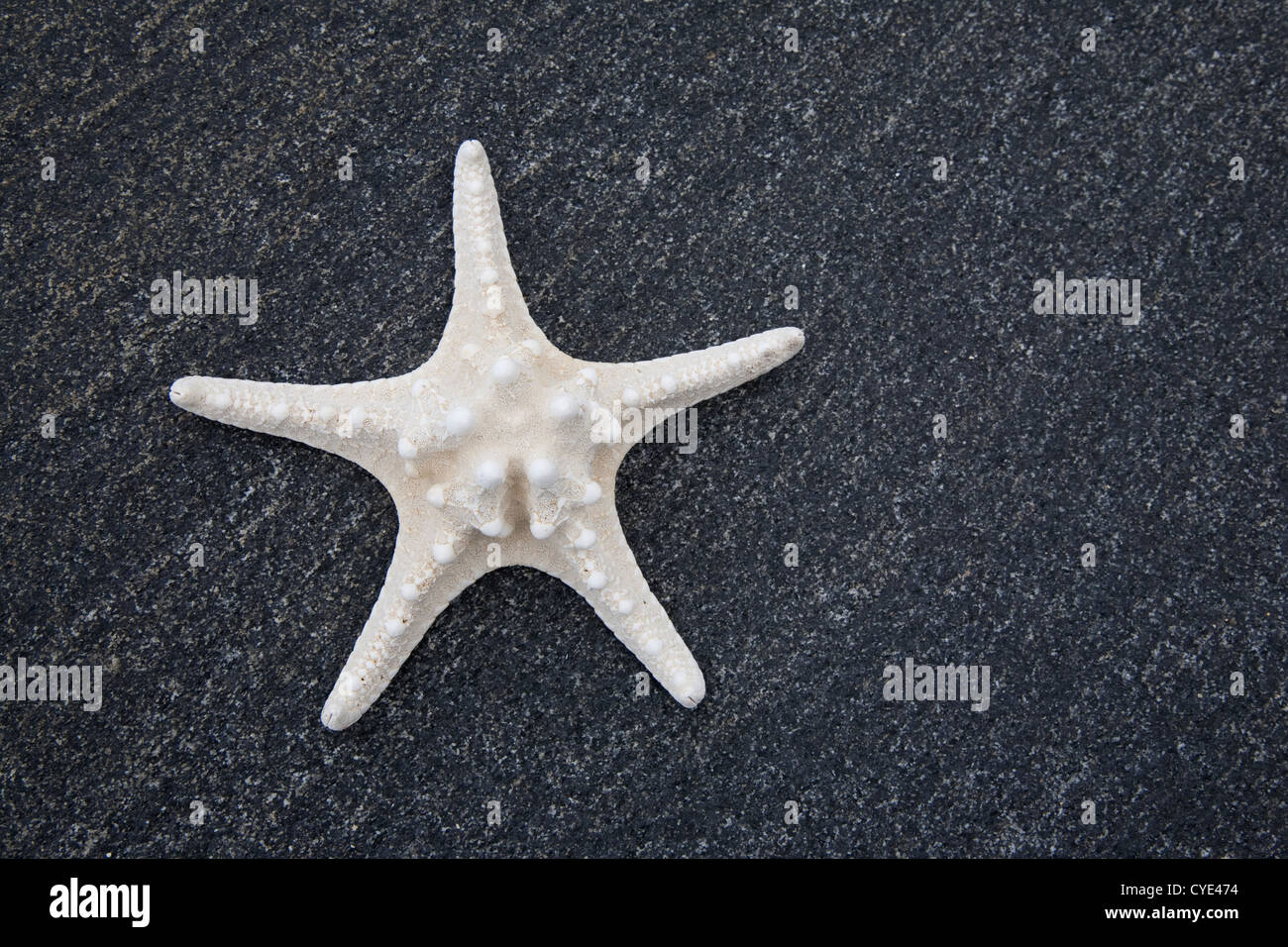 Starfish on Black Rock Background Stock Photo - Alamy