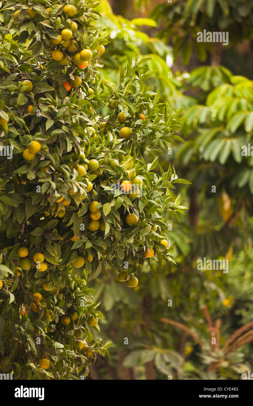 Spain, Andalucia Region, Malaga Province, Malaga, trees in the Paseo ...