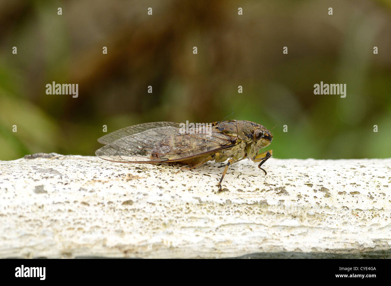 Tropical cicada hi-res stock photography and images - Alamy