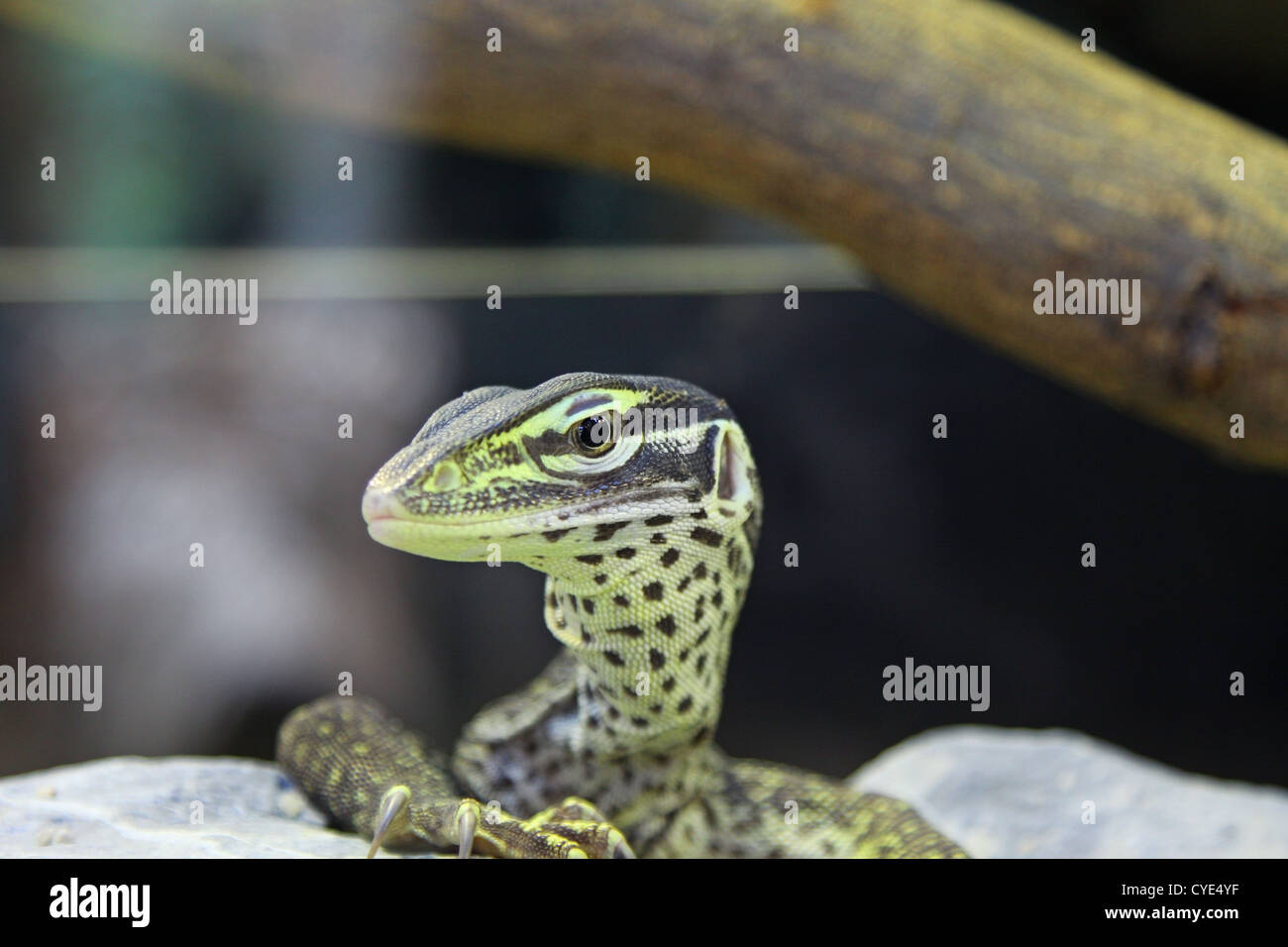Lizard on rock Stock Photo - Alamy