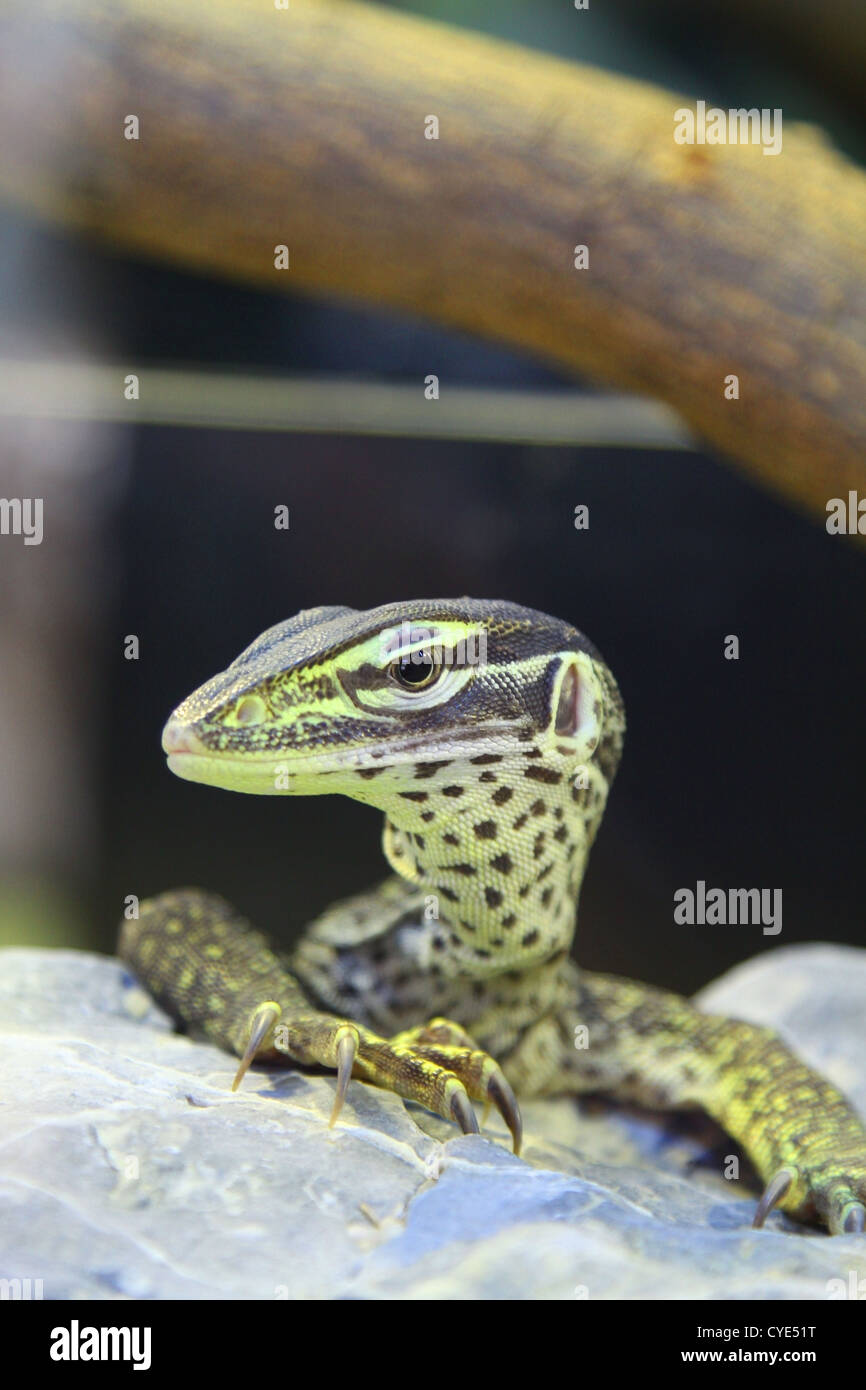 Lizard on rock Stock Photo - Alamy