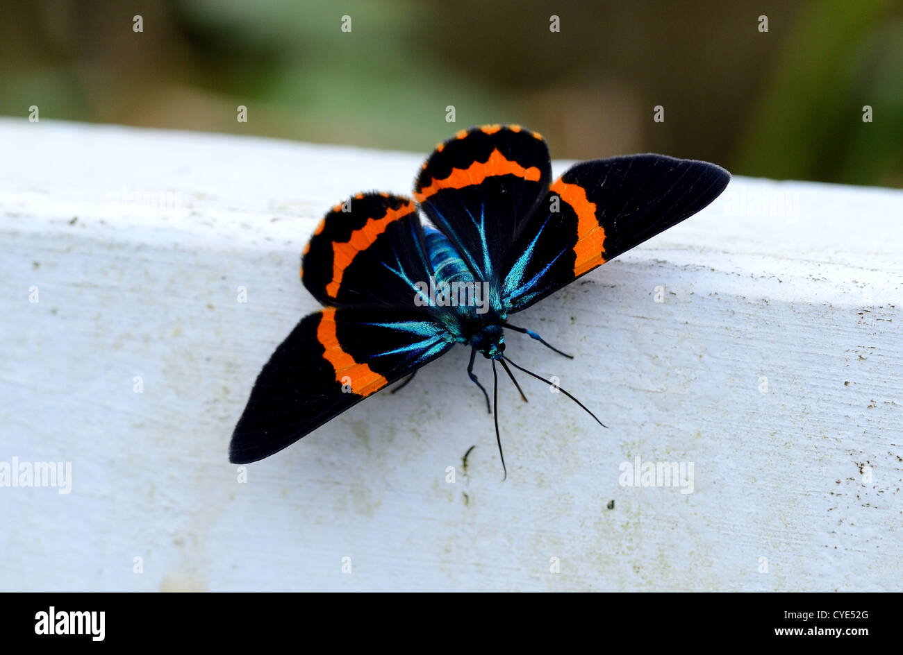 Milionia basalis hi-res stock photography and images - Alamy