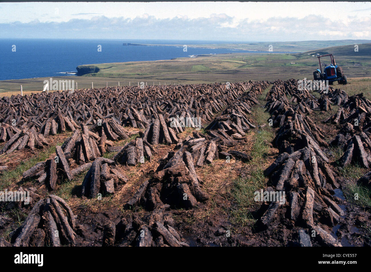 machine harvested peat (turf) arranged in small piles for drying ...