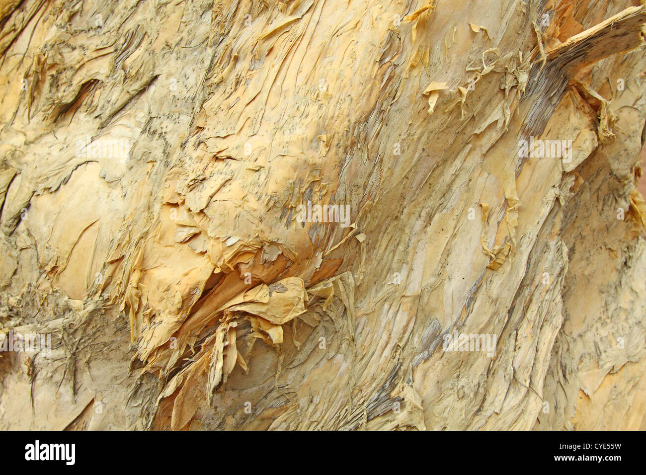 Tree bark details Stock Photo - Alamy