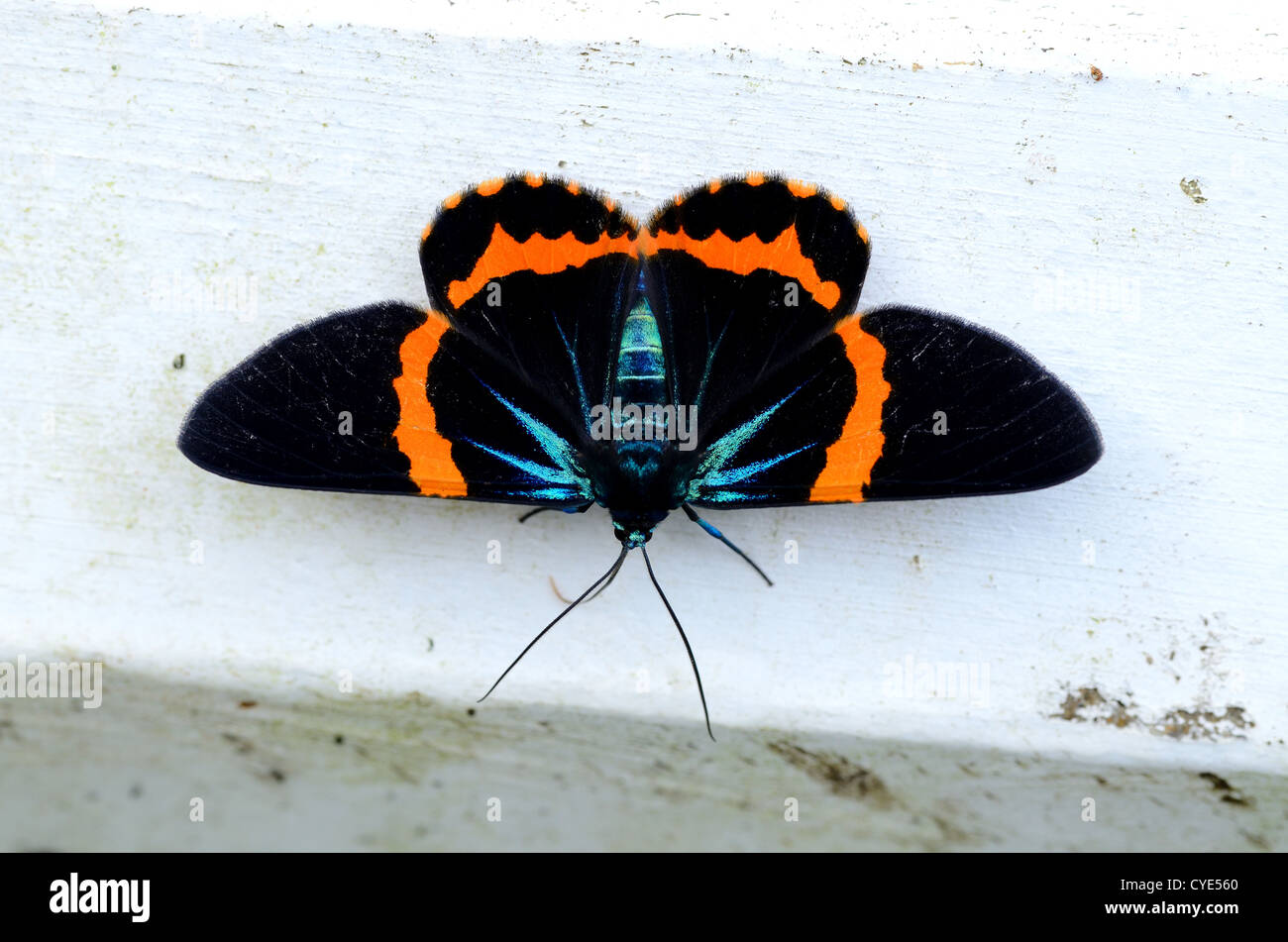 Basalis hi-res stock photography and images - Alamy