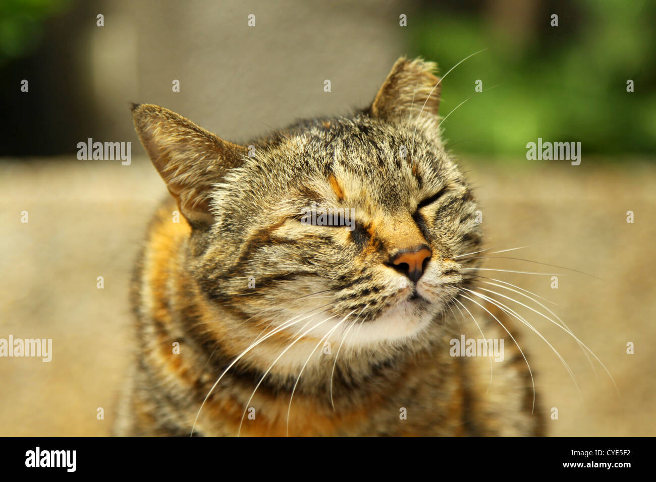 A sleepy cat Stock Photo - Alamy