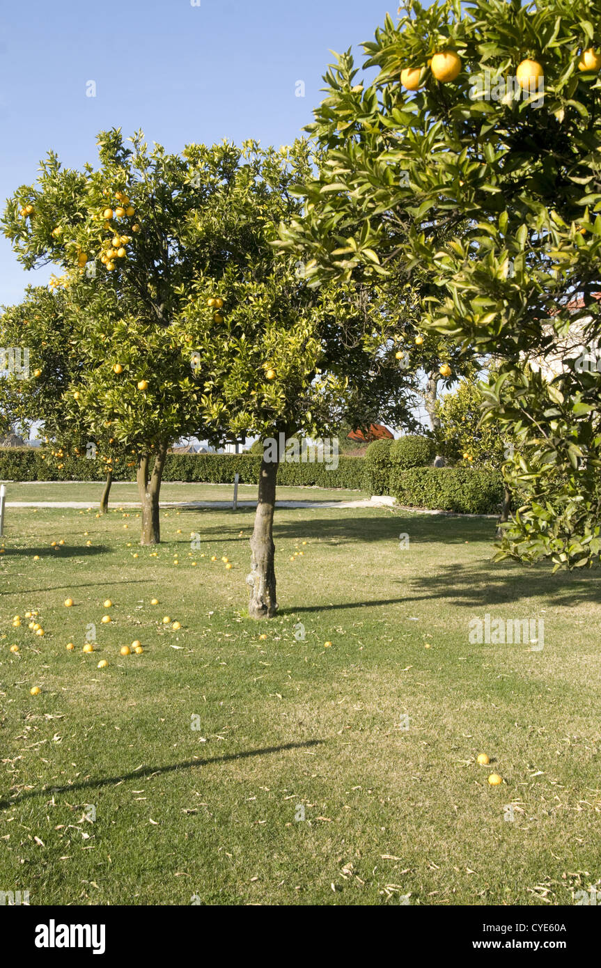 Orange trees orchard in Alentejo, Portugal Stock Photo - Alamy