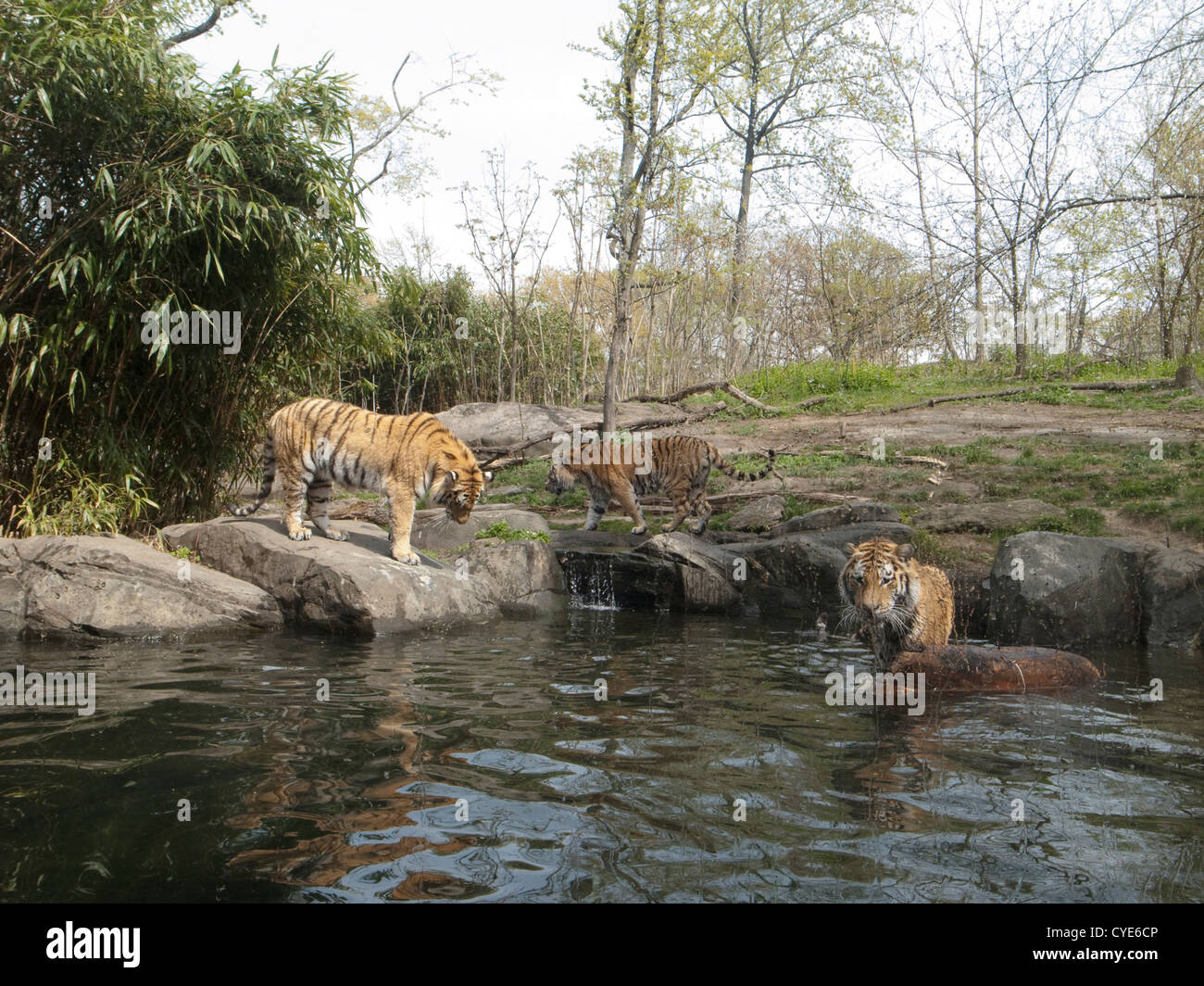 Bronx zoo hi-res stock photography and images - Alamy